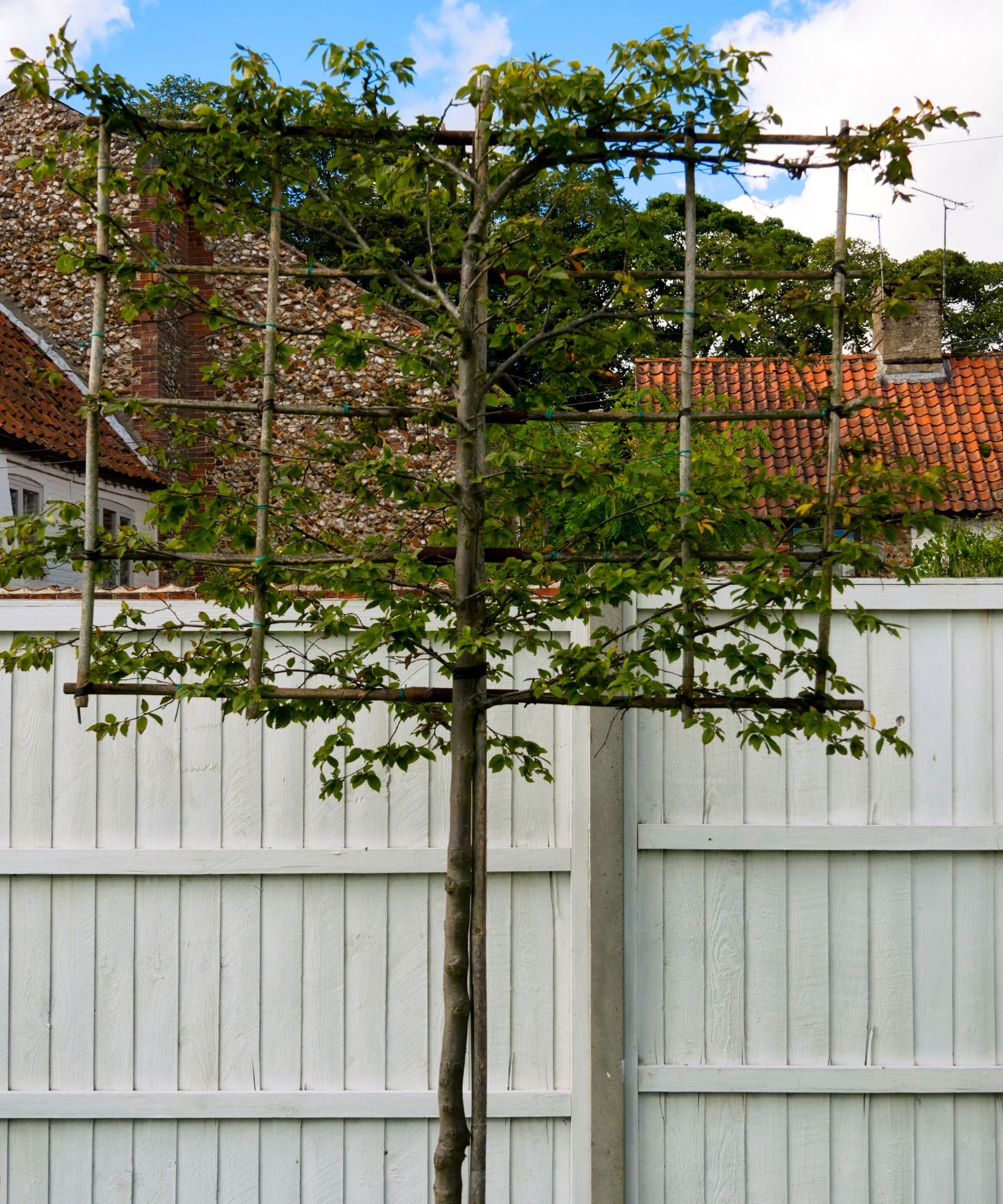 Are pleached trees worth it? Everything you need to know | Ideal Home
