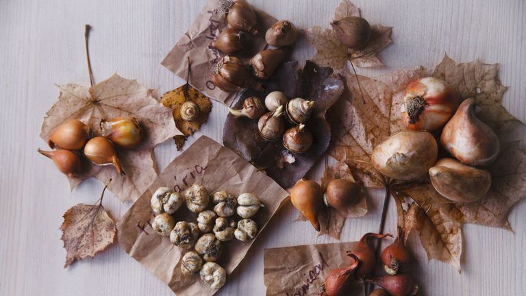 How deep to plant bulbs: know the correct depths | Homes and Gardens