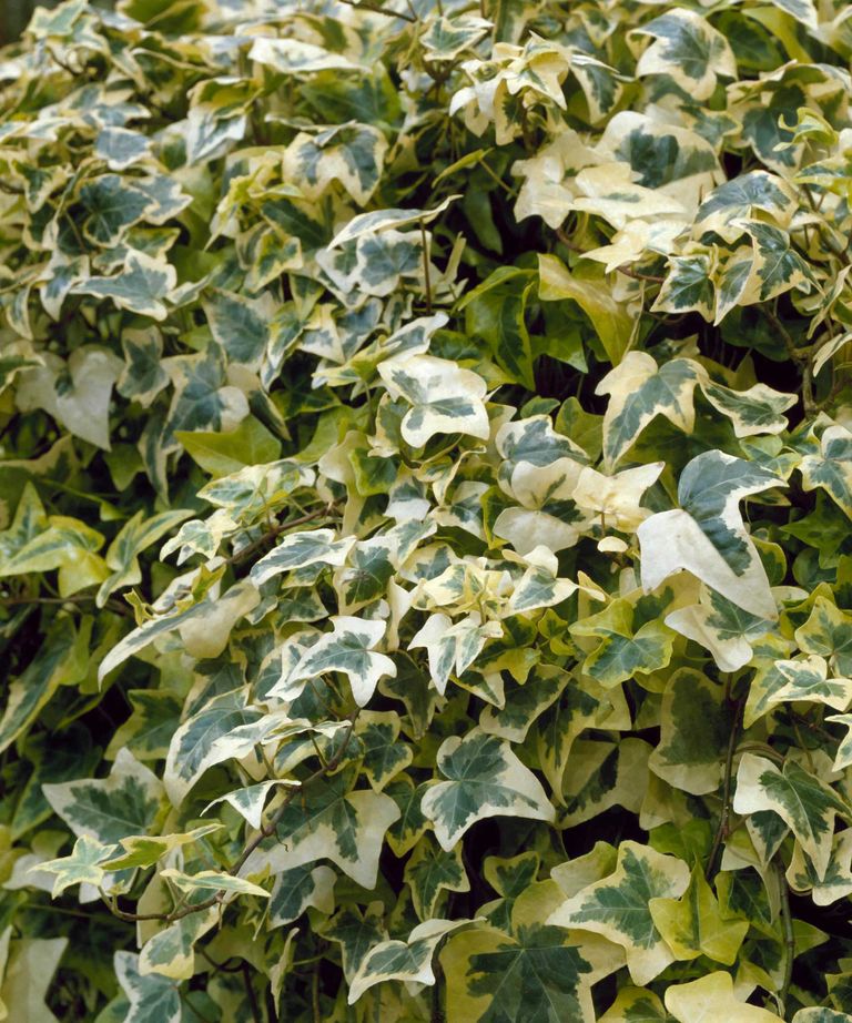 Ivy care and growing guide: tips for these climbing vines | Gardeningetc