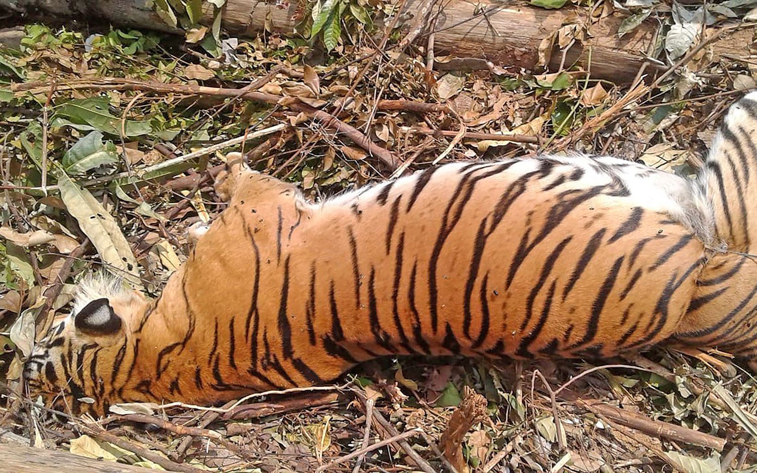 One of the World's Rarest Tigers Was Just Killed by a Pig Trap | Live ...