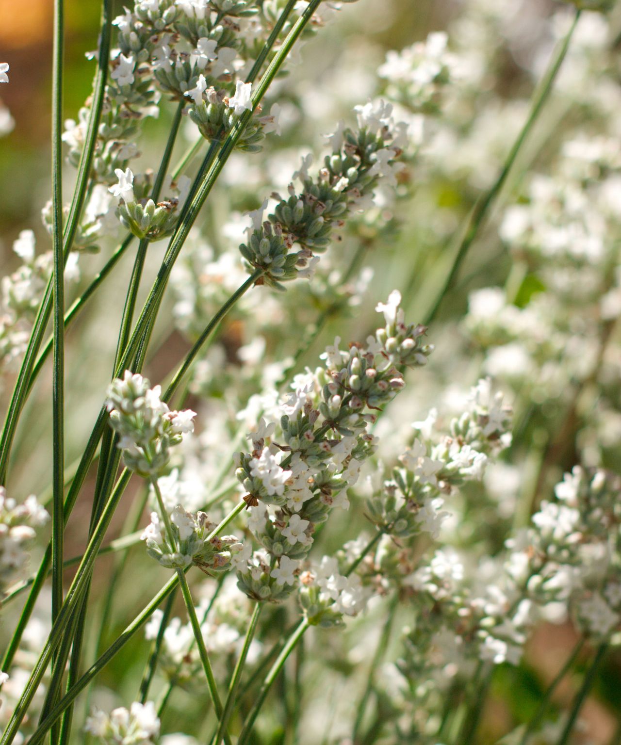 Types of lavender: 15 stunning varieties to grow | Gardeningetc