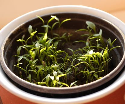 How to grow parsnips: expert tips for these root vegetables | Homes and ...