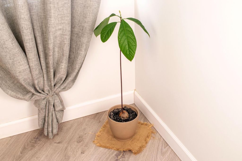 Indoor fruit trees - 9 varieties that yield tasty crops | Livingetc