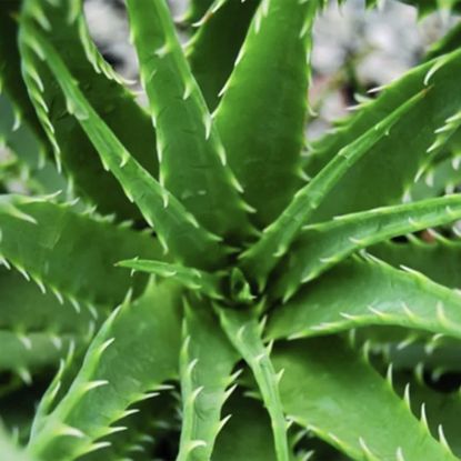 How to repot aloe: expert tips to avoid transplant shock | Homes and ...