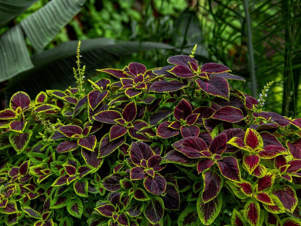 Midwest Shade Garden – Creating A Shade Garden In The Midwest ...