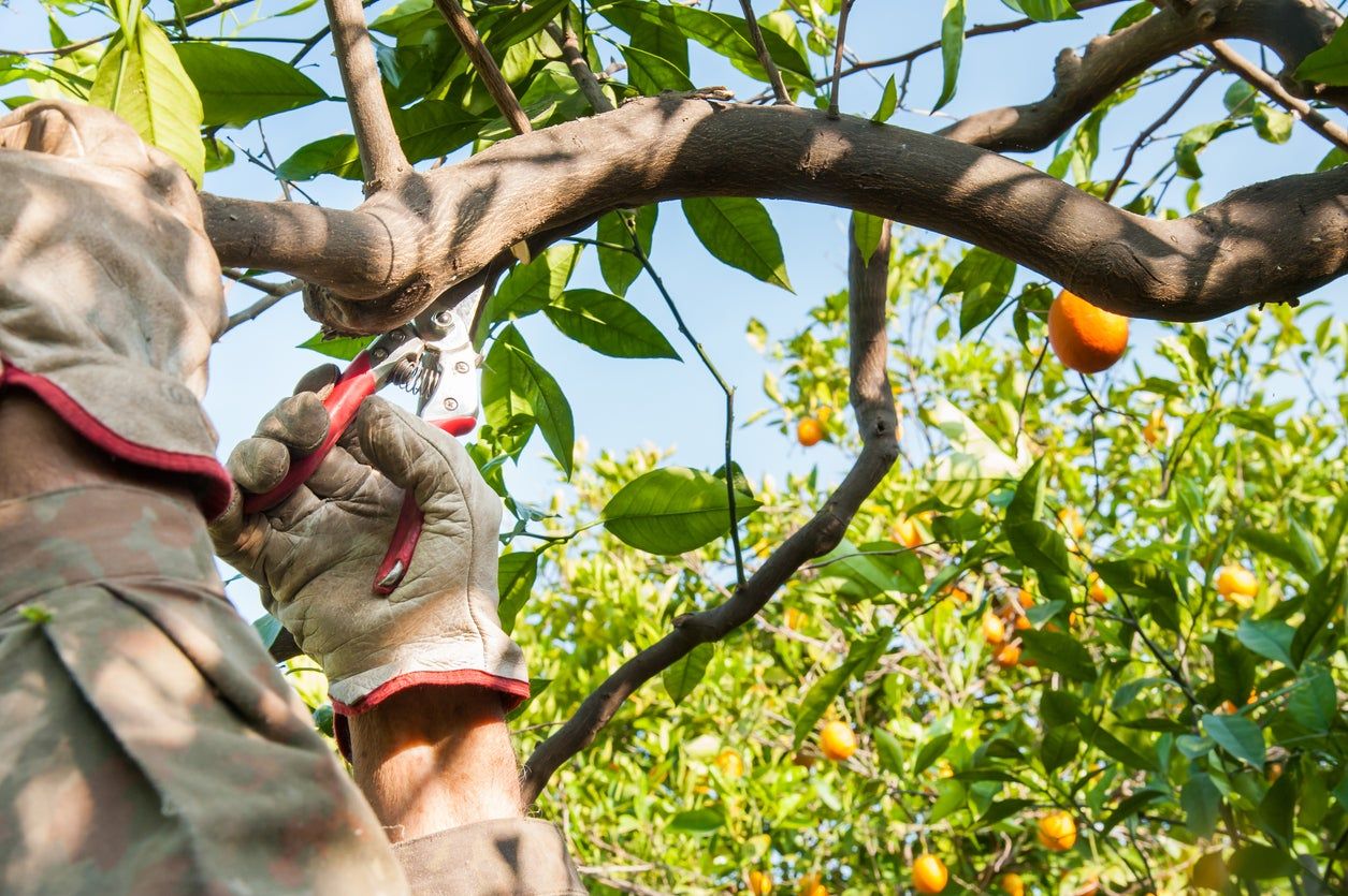 Tips For Trimming Citrus – Learn How To Prune A Citrus Tree | Gardening Know How