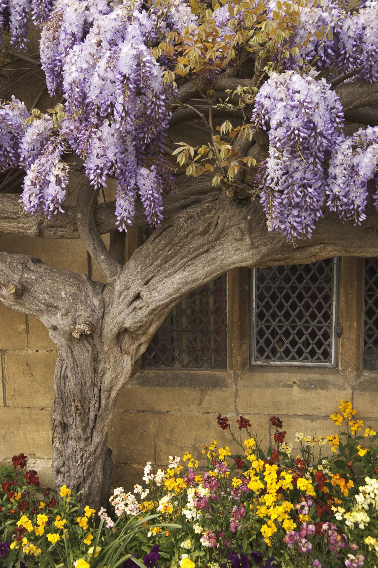 Best fast-growing flowering trees: 10 beautiful ideas | Homes and Gardens
