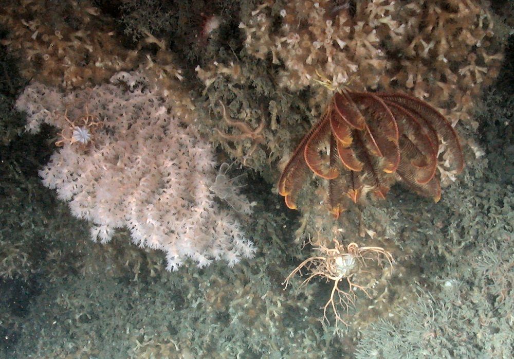 Shallow Animals OK With Deep-Sea Pressures | Live Science