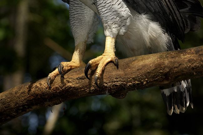13 Extremely Weird Animal Feet | Live Science