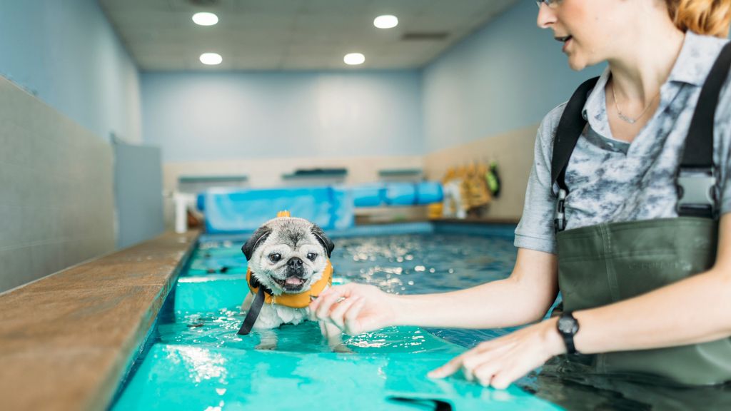 Hydrotherapy for dogs: Does it really work? | PetsRadar