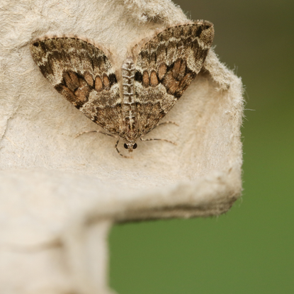 5 easy methods to get rid of carpet moths | Ideal Home