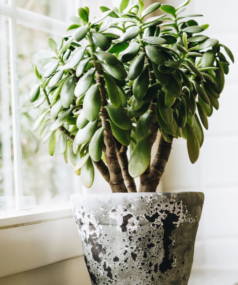 The 8 easiest and fastest plants to grow indoors | Livingetc