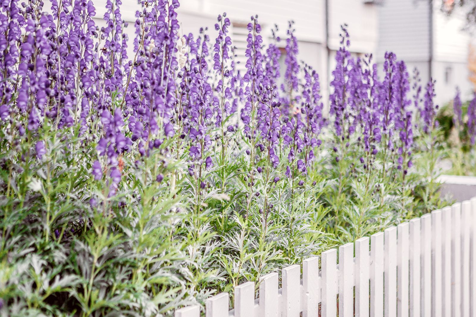 How to Winterize Lavender in 3 Simple Steps | Livingetc