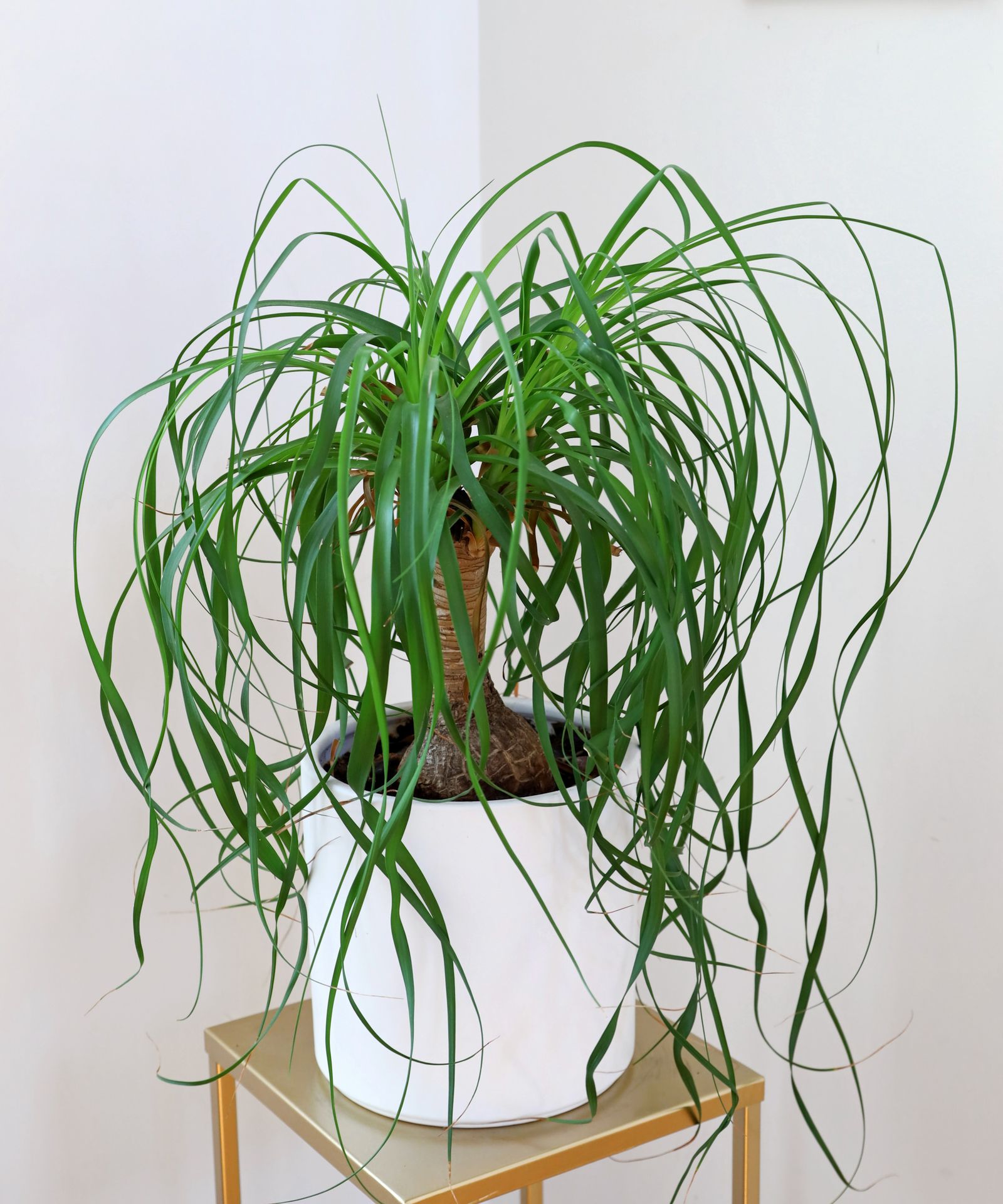 How to care for a ponytail palm tree: 3 expert tips | Homes and Gardens