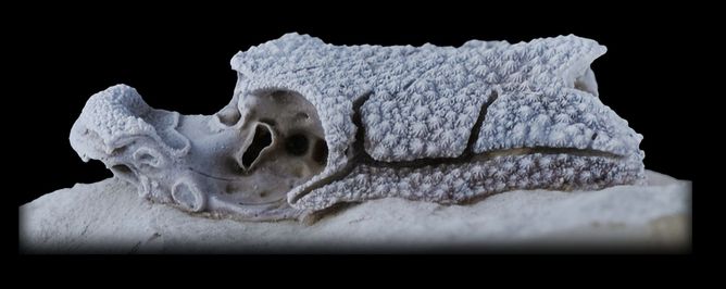 Hello Fish Face – A Fossil Fish Reveals the Origins of the Face | Live ...
