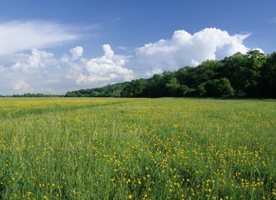 12 top wildflower meadows to visit | Country Life