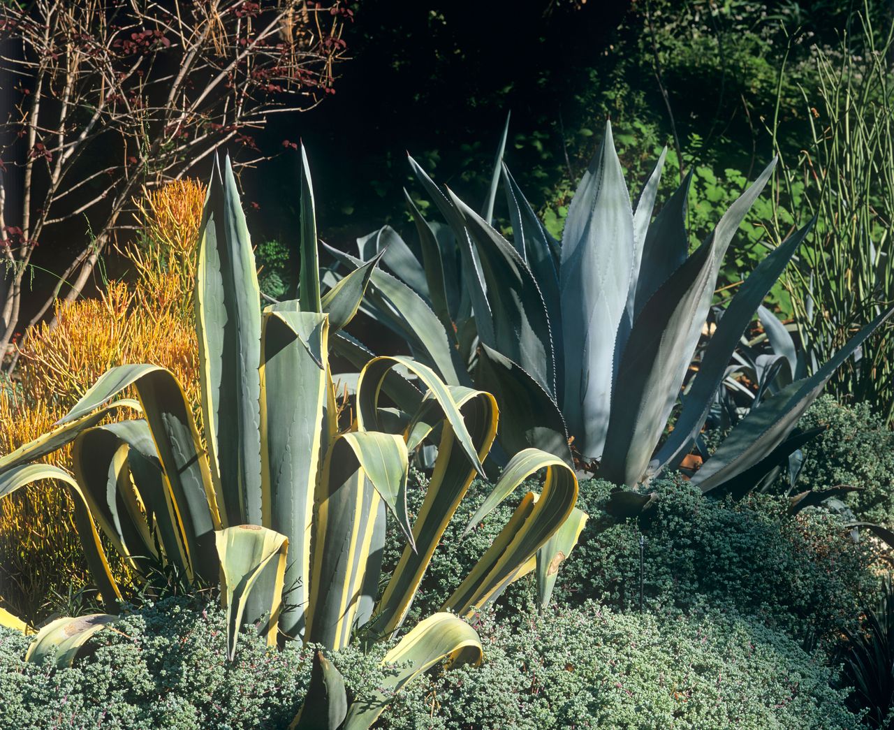 How to propagate agaves: 7 steps for striking succulents | Homes and ...