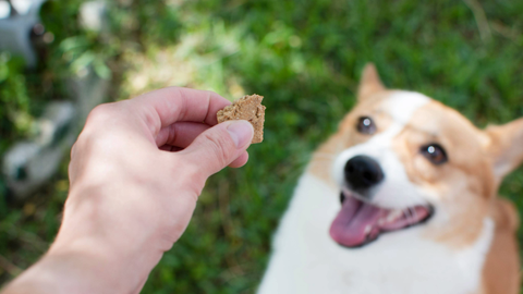 How to greet a dog (the right way), according to a vet | PetsRadar