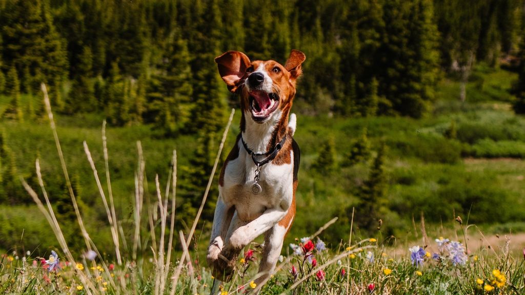 32 facts about American Foxhound dogs | PetsRadar