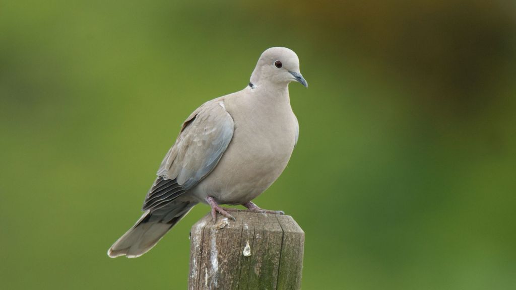 Quietest pet birds: 13 birds that are easy on the ears | PetsRadar