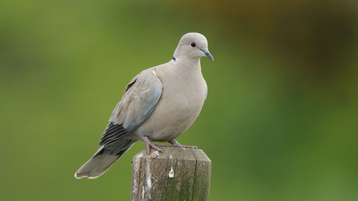Quietest pet birds: 13 birds that are easy on the ears | PetsRadar