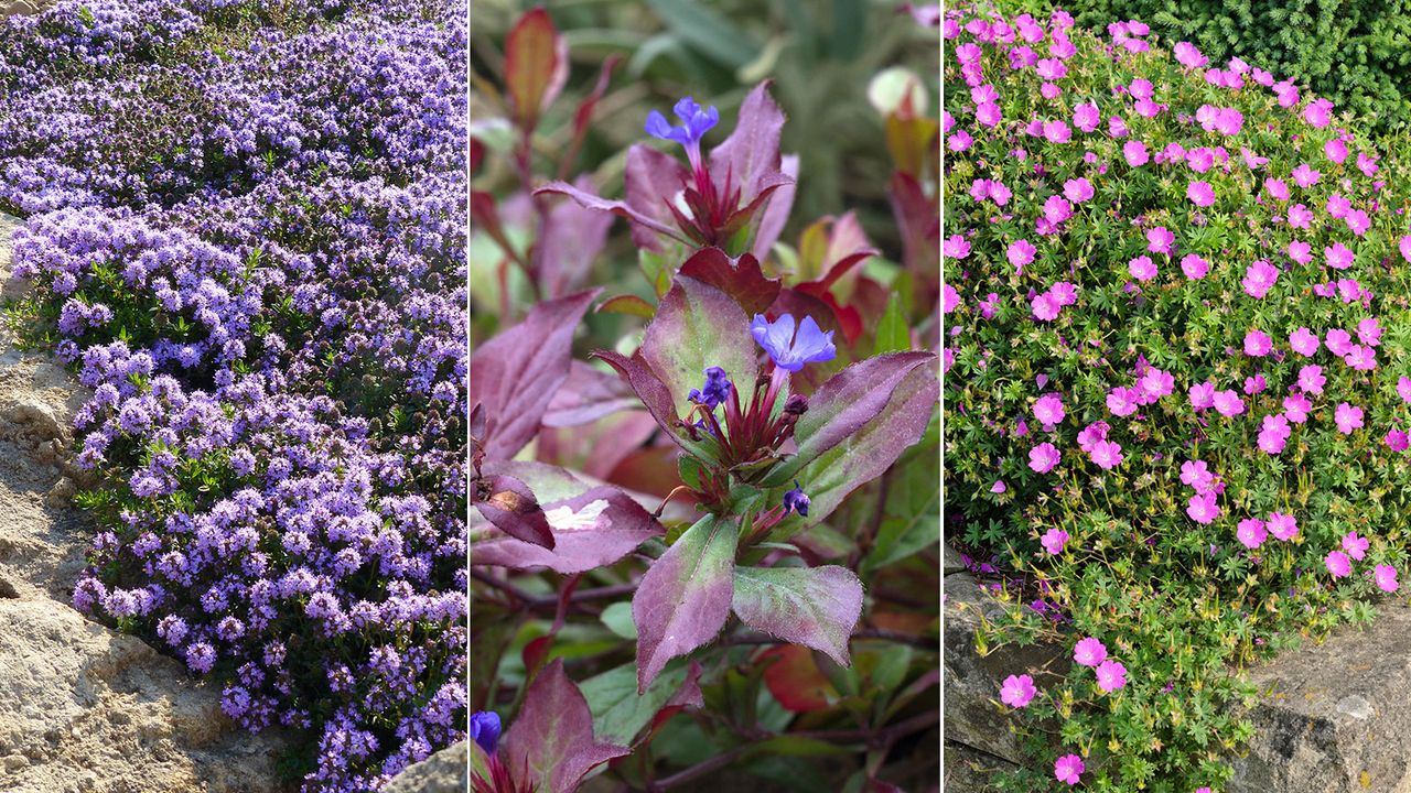 Fast-growing ground cover plants: 11 picks for quick results