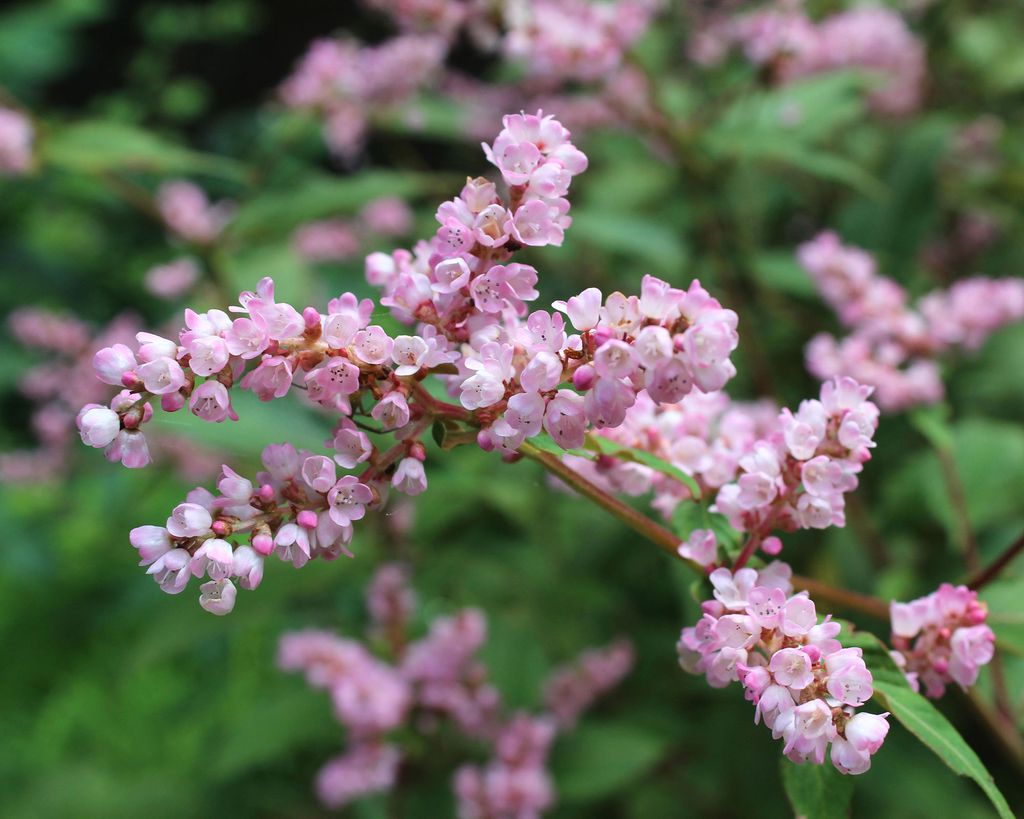 Persicaria varieties: 16 stunning varieties to grow | Gardeningetc