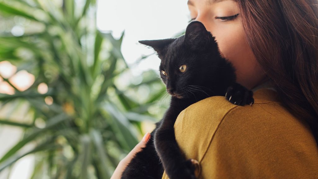 How to carry a cat (without getting scratched) | PetsRadar