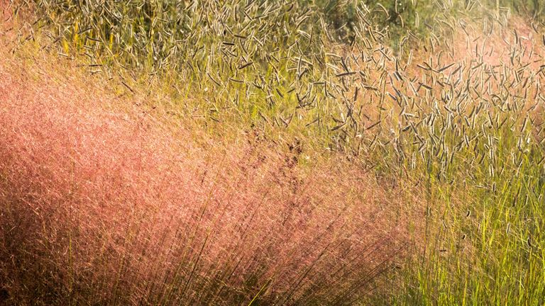 Best ornamental grasses for winter interest: expert picks | Homes and ...
