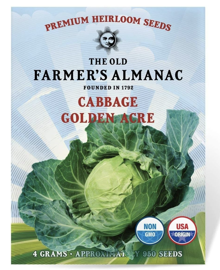 6 vegetables to plant in August and be harvested this year | Livingetc