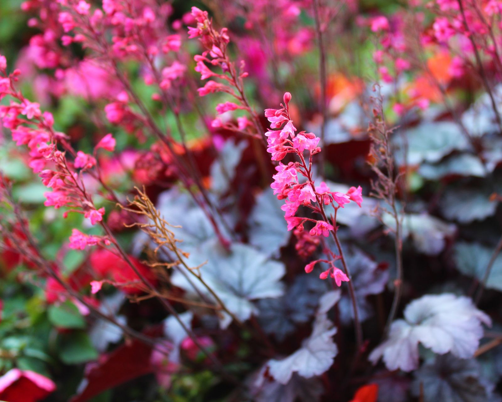 8 Low-Maintenance Shade Plants To Brighten Up Dark Corners | Gardening ...