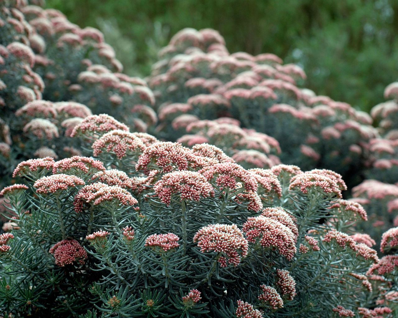 Best coastal plants: 21 top choices that will thrive near the ocean ...