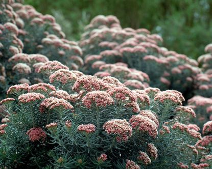 Best coastal plants: 21 top choices that will thrive near the ocean ...