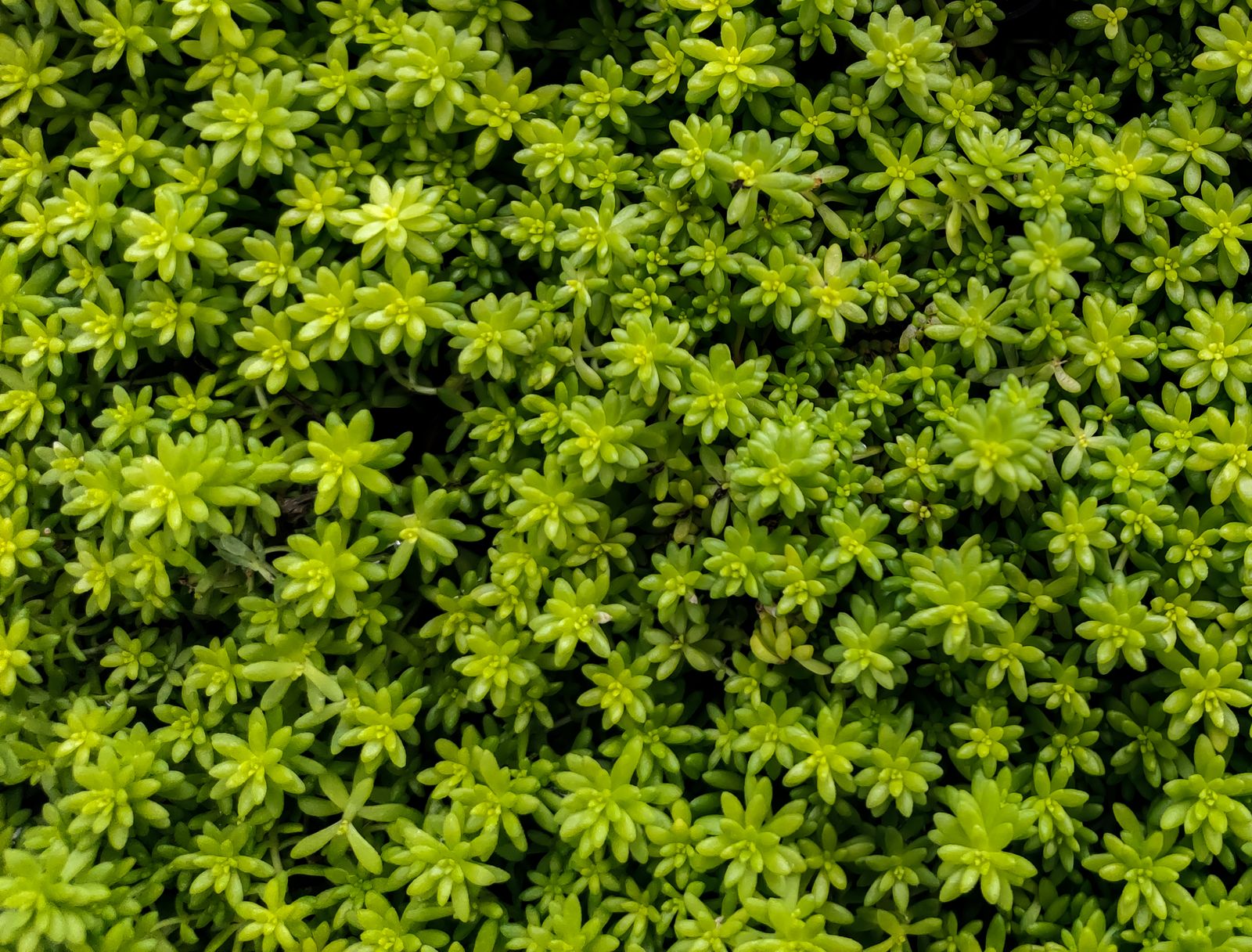 8 Best Filler Plants For Container Gardening - And How to Help Them ...