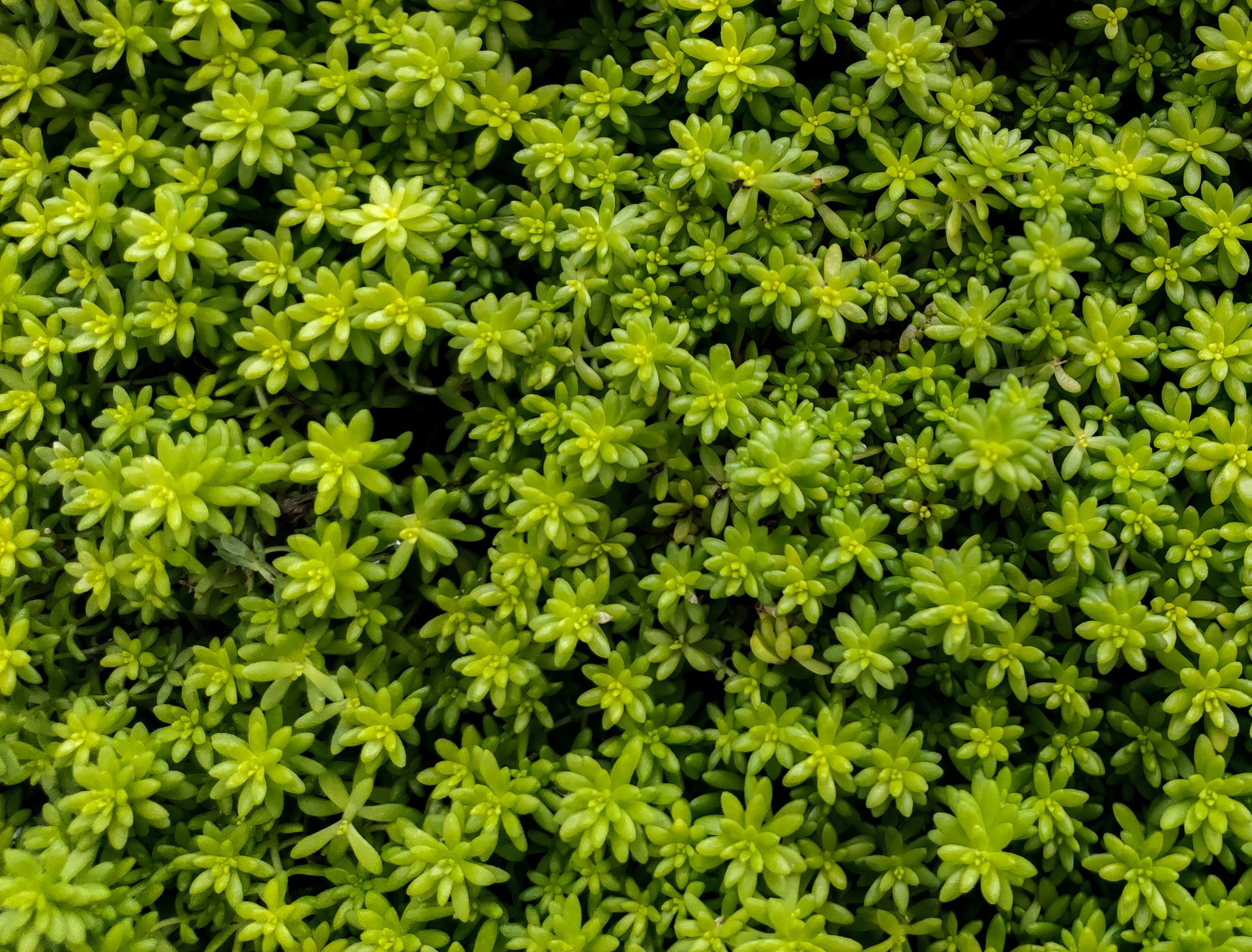 8 Best Filler Plants For Container Gardening - And How to Help Them ...