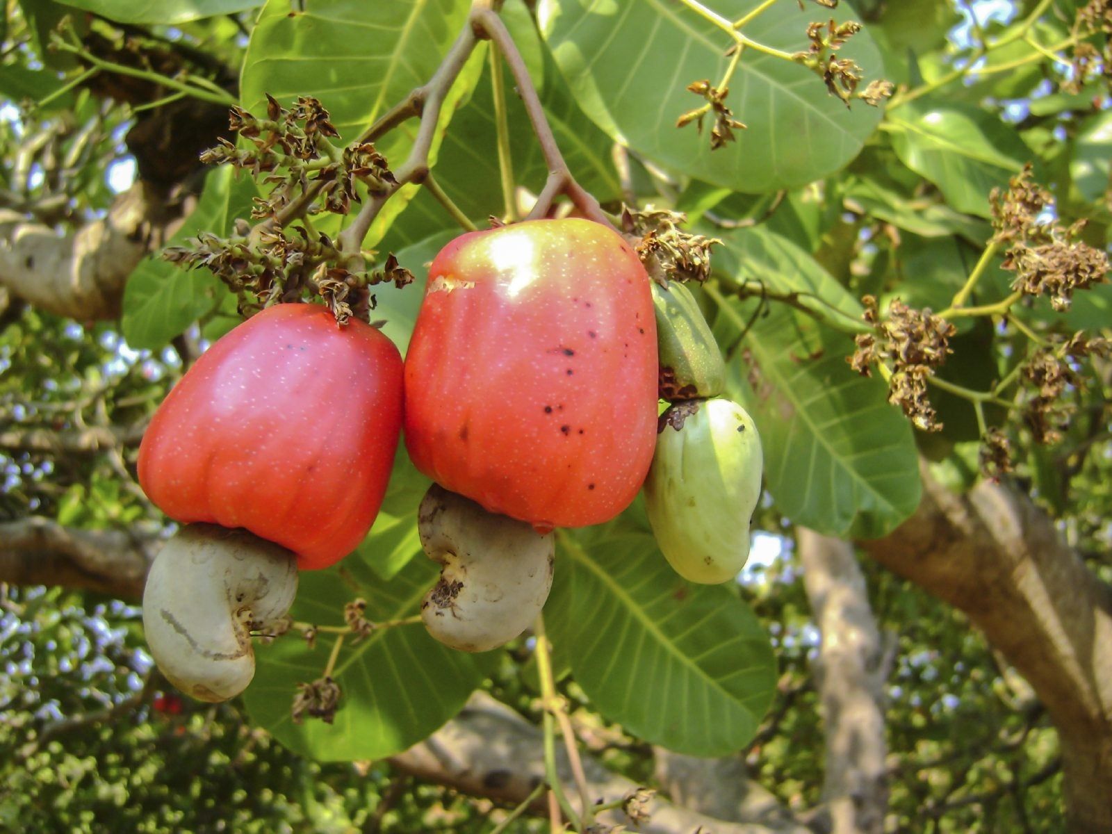 Harvesting Cashew Nuts - How And When To Pick Cashew Nuts | Gardening ...