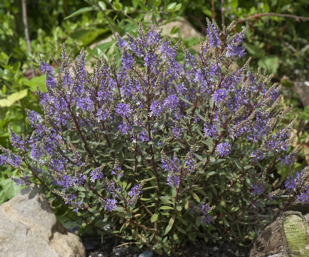 Landscaping shrubs: 10 varieties to add instant impact | Homes and Gardens