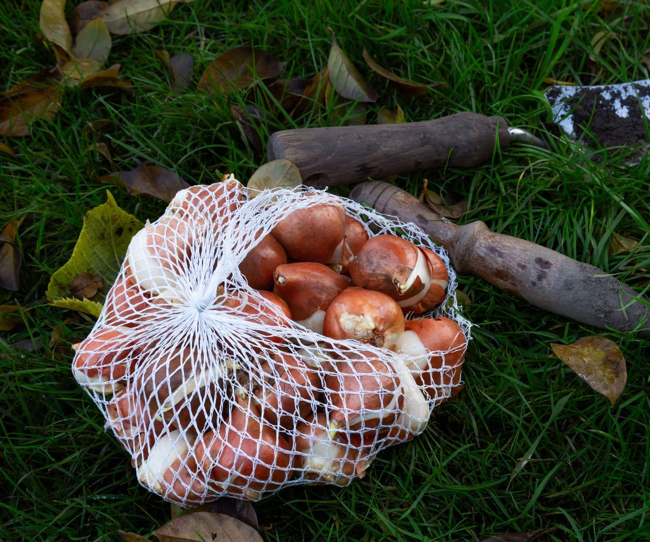 How to store bulbs before planting them into the garden | Homes and Gardens