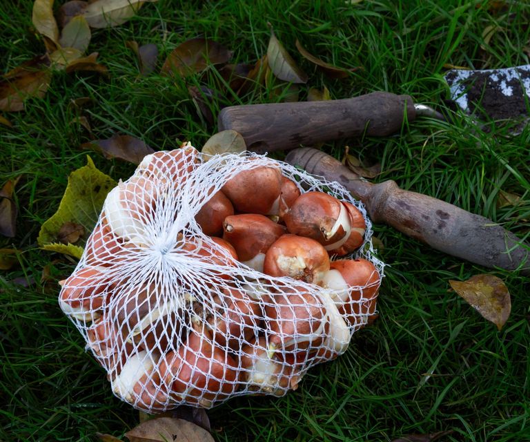 How to store bulbs before planting them into the garden | Homes and Gardens