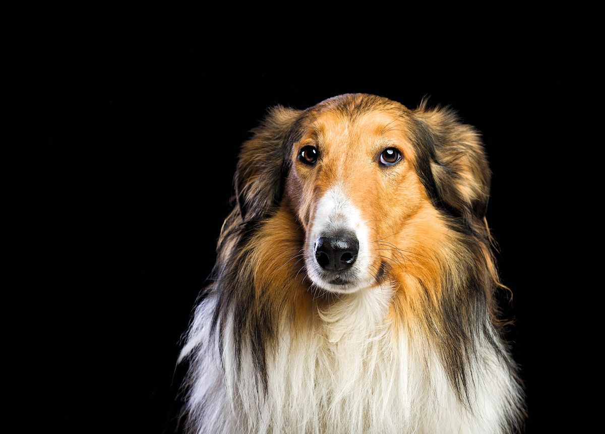 Rough collies: The dogs made famous by Lassie that are hardy, clever ...
