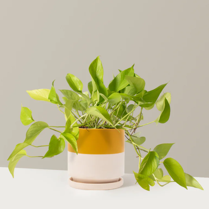 8 of the best tiny houseplants for small spaces and gift giving | Homes ...