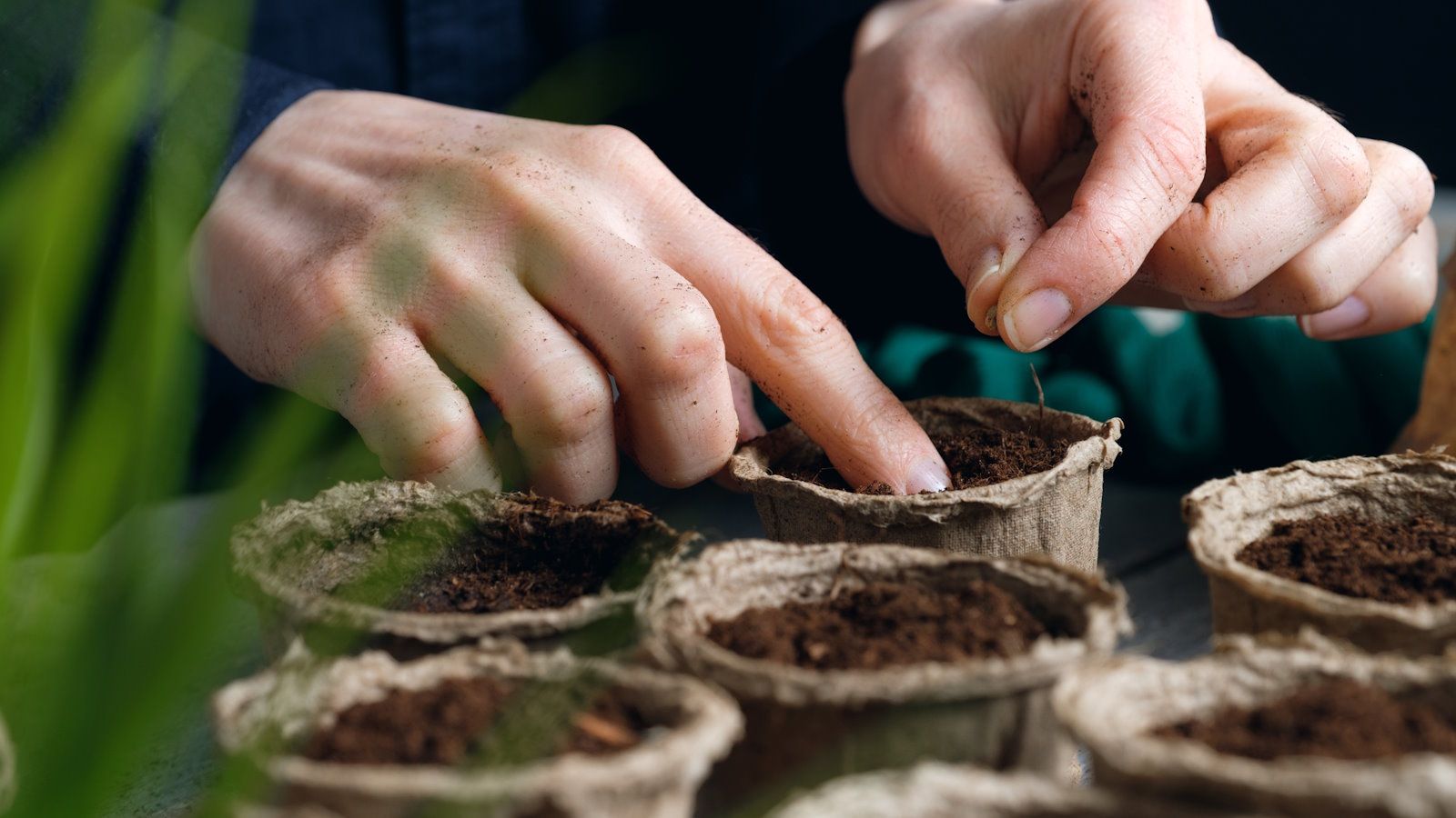 Plants to sow in November: 7 top choices for fall plantings