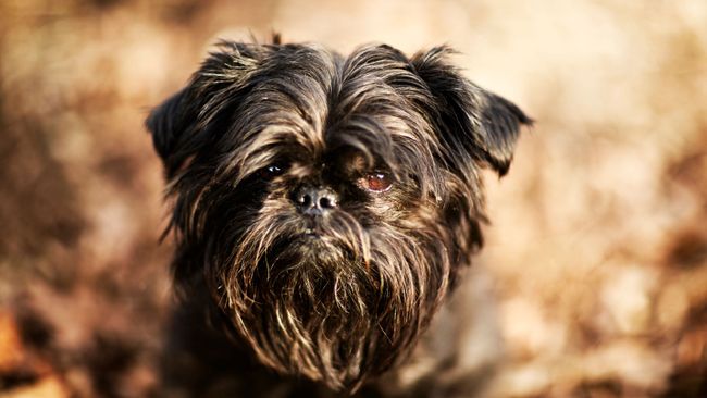 32 of the easiest dog breeds to take care of | PetsRadar