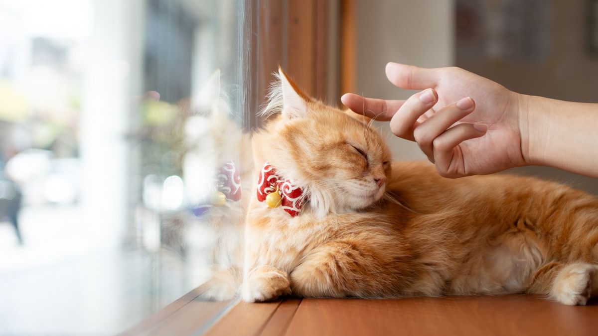 32 Munchkin cat facts | PetsRadar