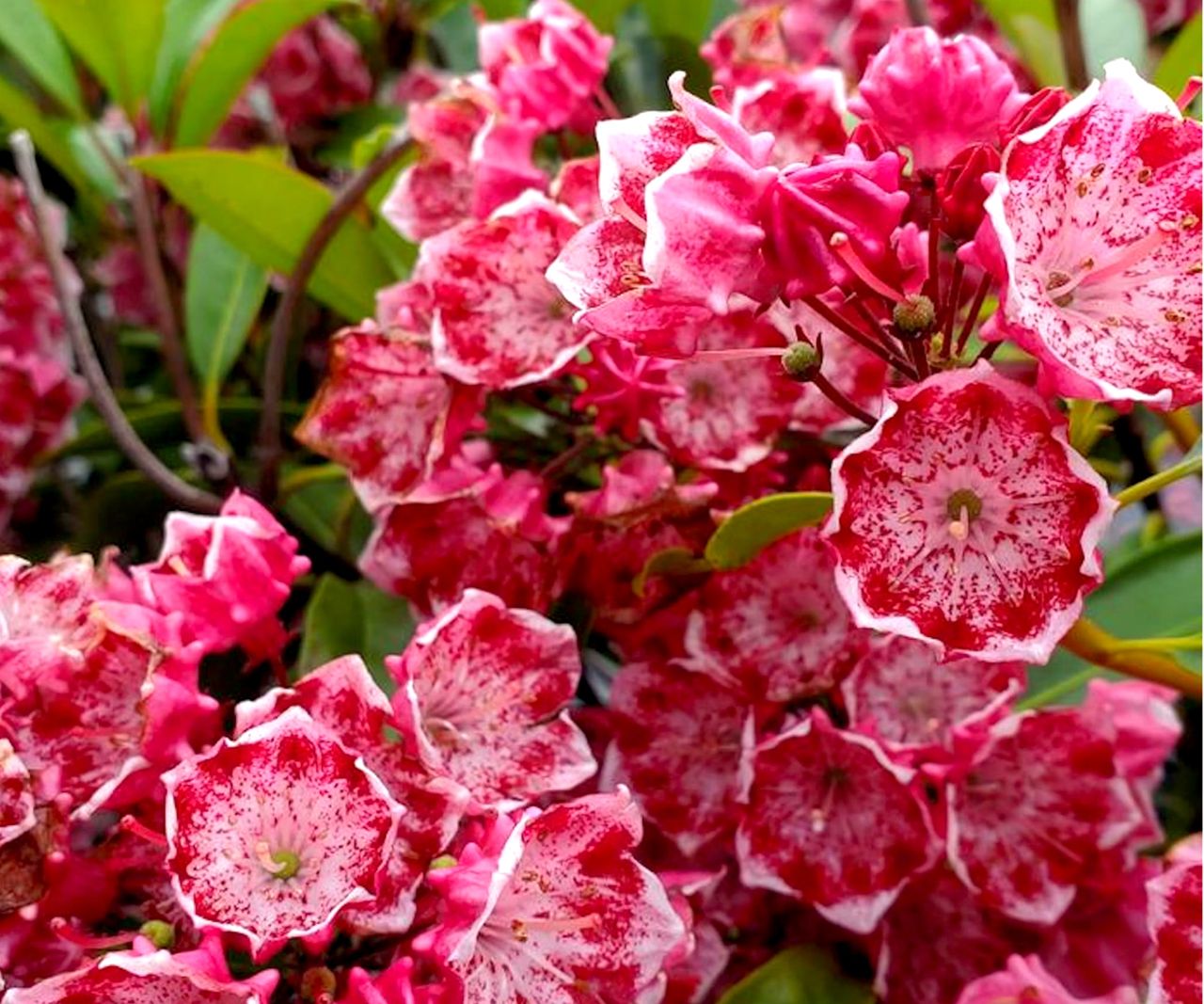 Grow These 10 Colorful Plants For A Bold And Beautiful Yard | Gardening ...