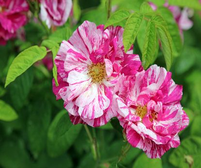 The best roses for hedges: Our top 10 expert picks | Homes and Gardens