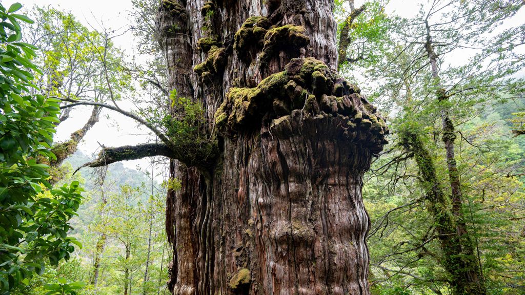The oldest tree in the world (and the 7 runner-ups) | Live Science
