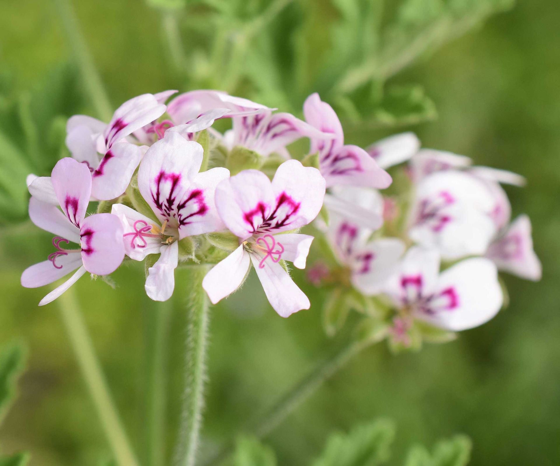 How to grow citronella: tips for outdoors and indoors | Homes and Gardens