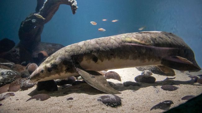 World's oldest aquarium fish 'Methuselah' could be decades older than ...