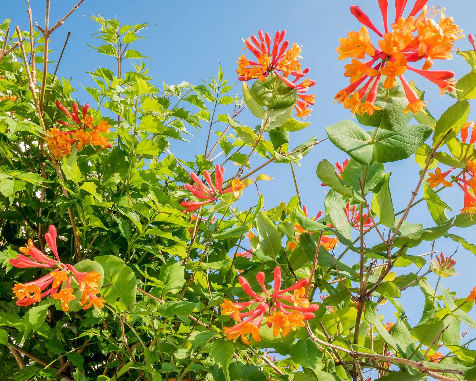 Types of honeysuckle: 10 beautiful varieties for your garden | Gardeningetc